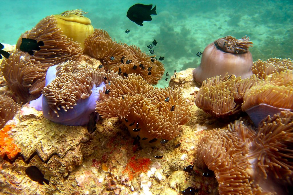 Thailand (Tropical fish) - PORTALLAS